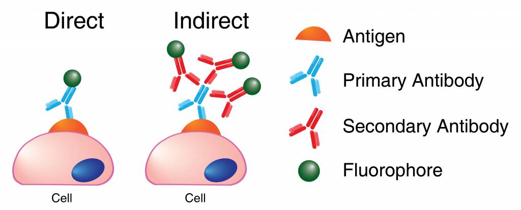 Secondary Antibodies and Immunoglobulins - Leinco Technologies