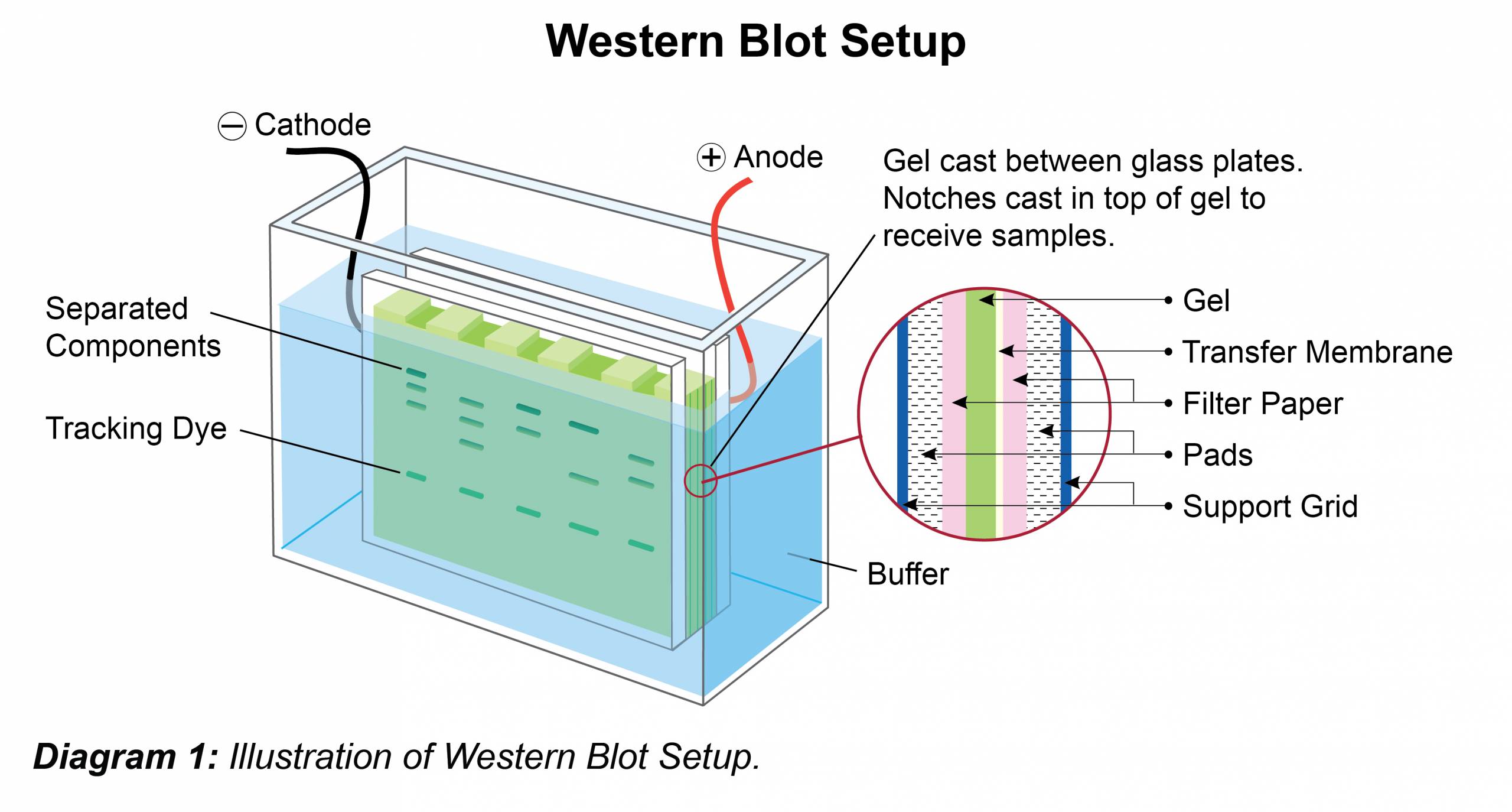 Western Blot Analysis Western Blot Analysis