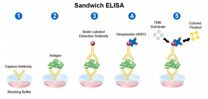 Sandwich ELISA Protocol Guide | Leinco Technologies