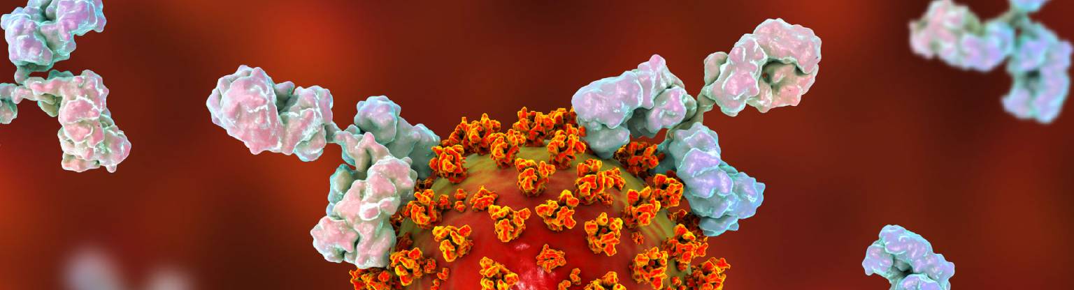 SARS-CoV-2 Antibodies targeting NTD, RBD, N - Leinco Technologies