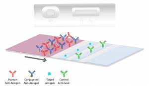Lateral Flow Assays: Principles, Designs and Reagents | Leinco