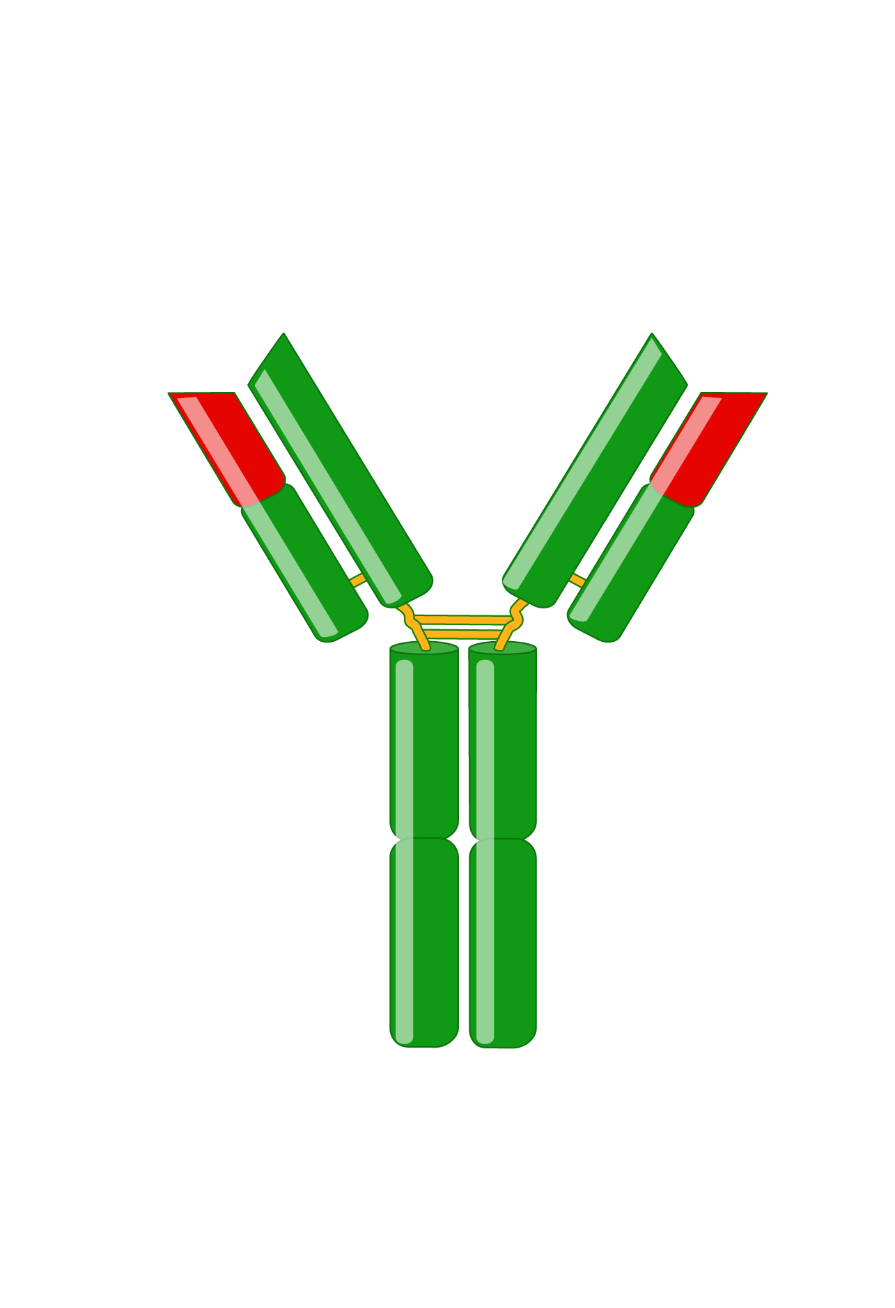 Antibody Structure and Classes | Leinco