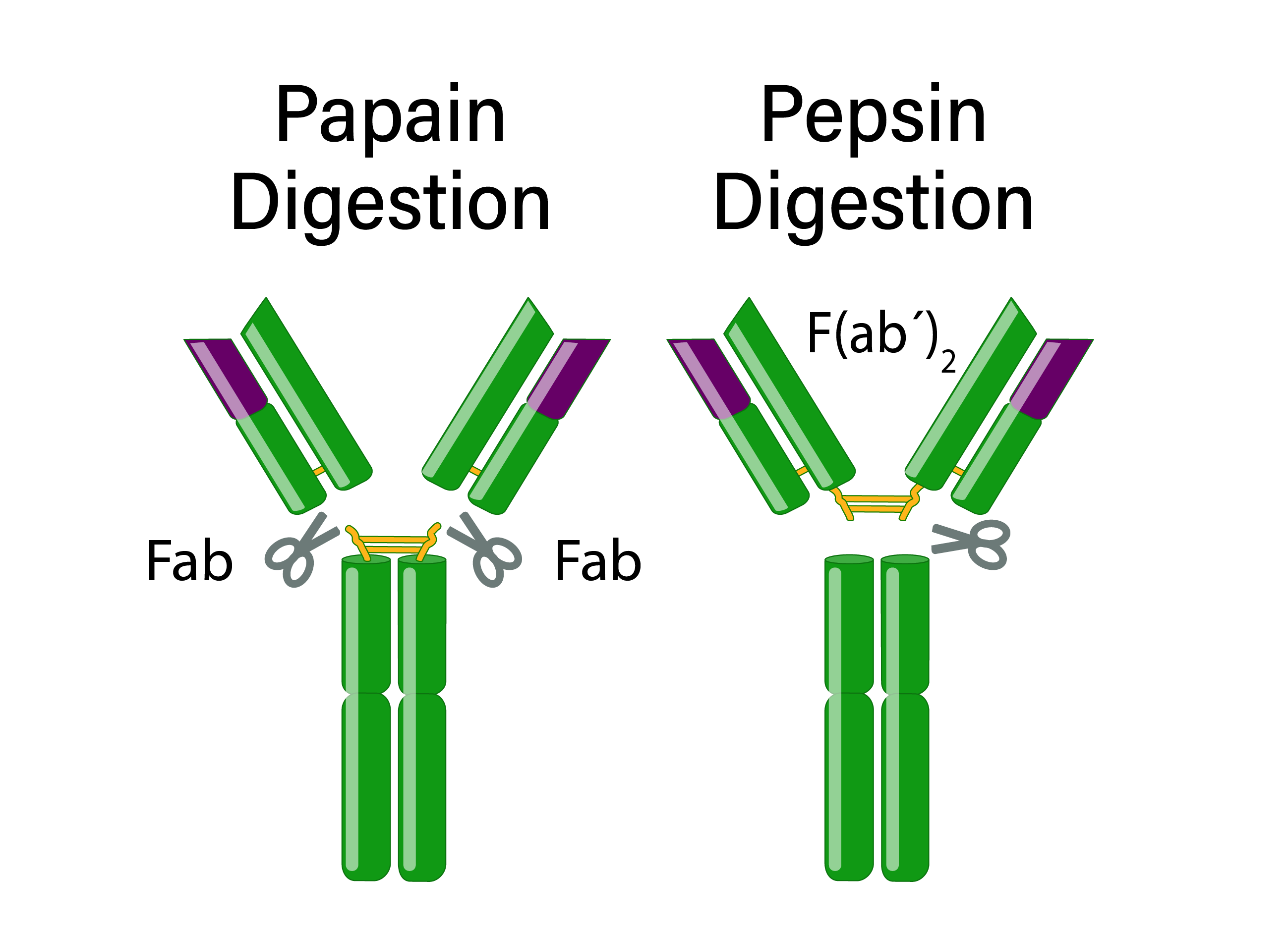 Immunoglobulin Structure & Types Explained | Leinco Immunoglobulin Structure & Types Explained | Leinco