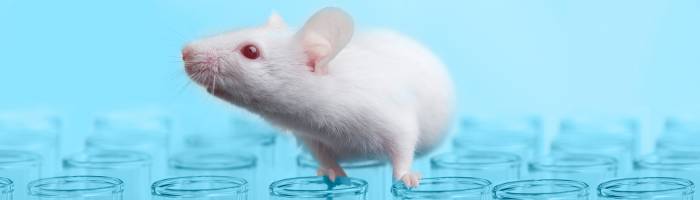 Monoclonal Antibody Development | Leinco