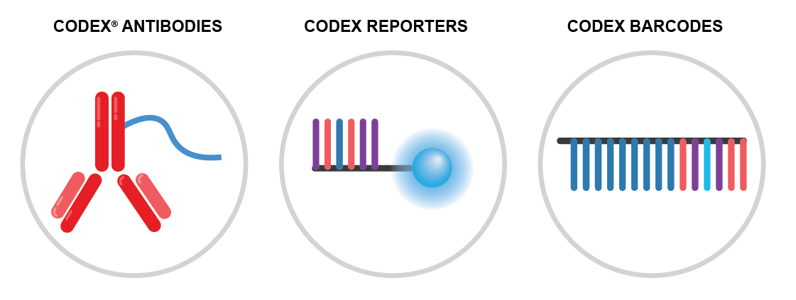 CODEX® Technology and Workflow - Leinco Technologies