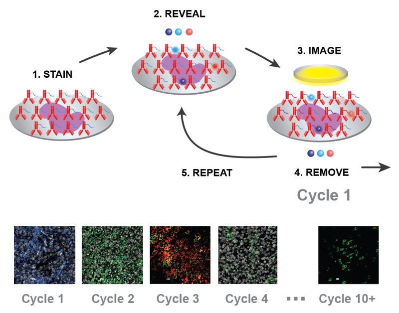PhenoCycler-Fusion (CODEX)® Technology and Workflow Steps