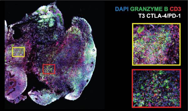PhenoCycler-Fusion (CODEX)® Validated Antibodies | Leinco