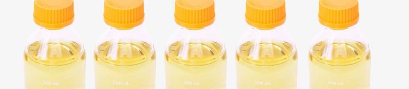 Fetal Bovine Serum (FBS) - Cell Culture Media - Leinco Technologies