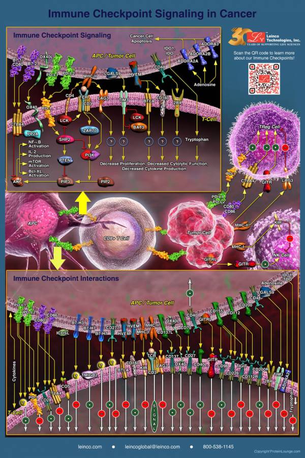 Checkpoint Signaling Pathway Poster Order Form - Leinco Technologies