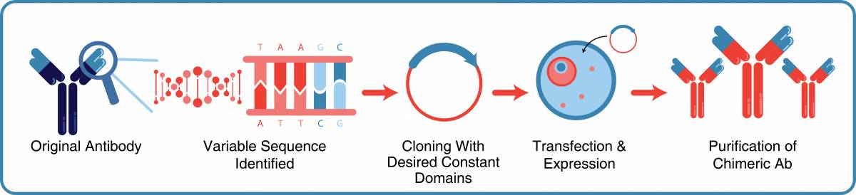 mAbMods™ Anti-mouse Chimeric Antibodies | Leinco