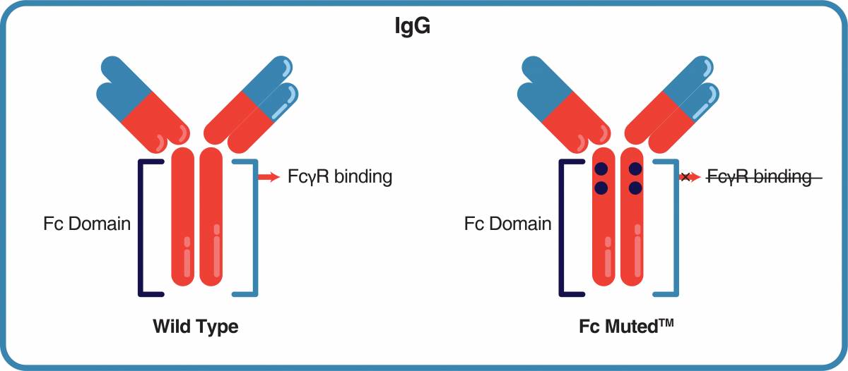 mAbMods™ Anti-mouse Chimeric Antibodies | Leinco