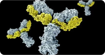 Antibodies For Research | Leinco Technologies