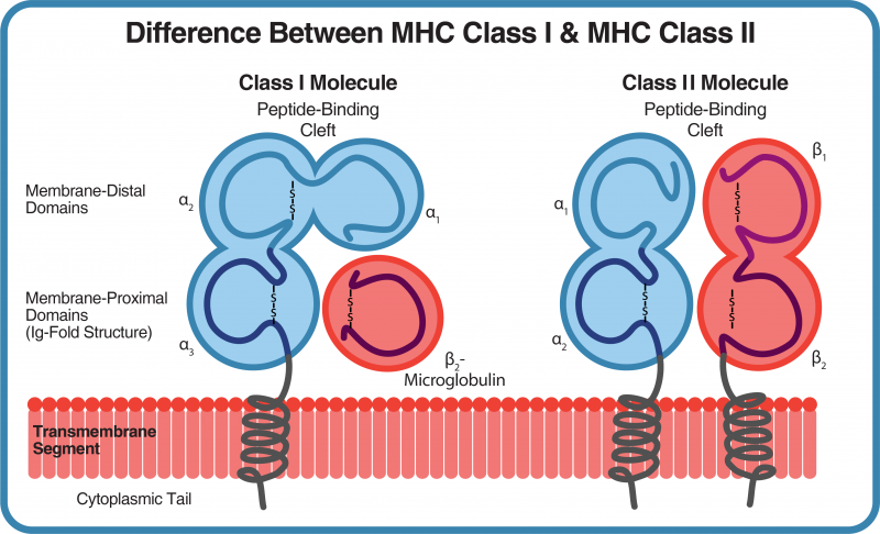 Anti Mhc Antibodies Leinco