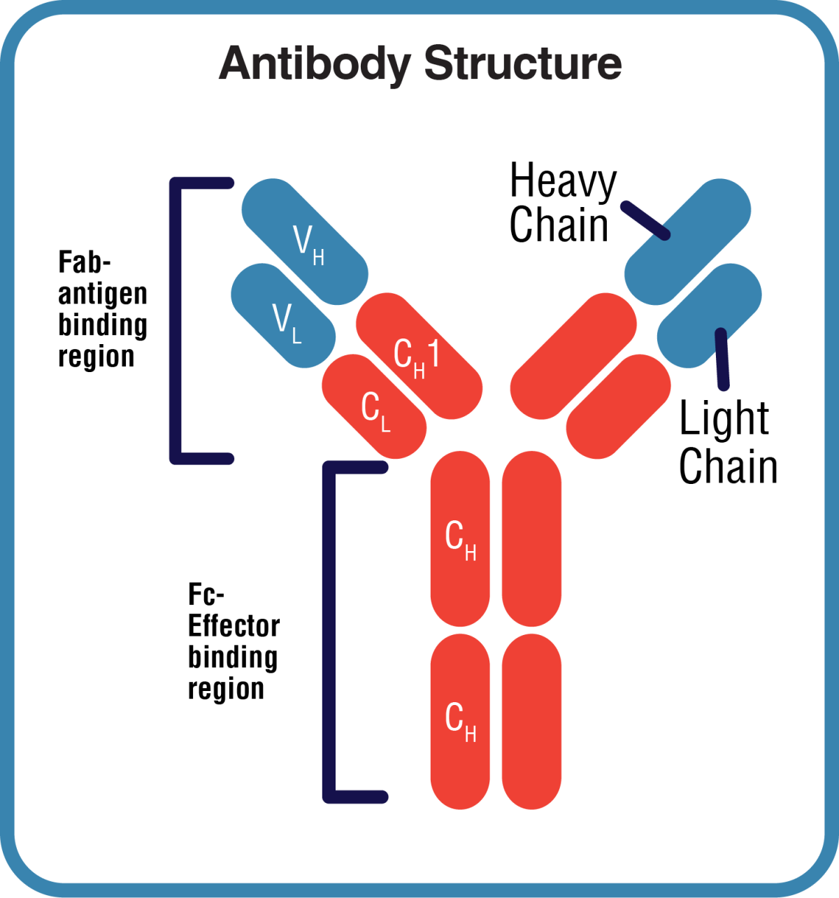 mAbMods™ Anti-mouse Chimeric Antibodies | Leinco