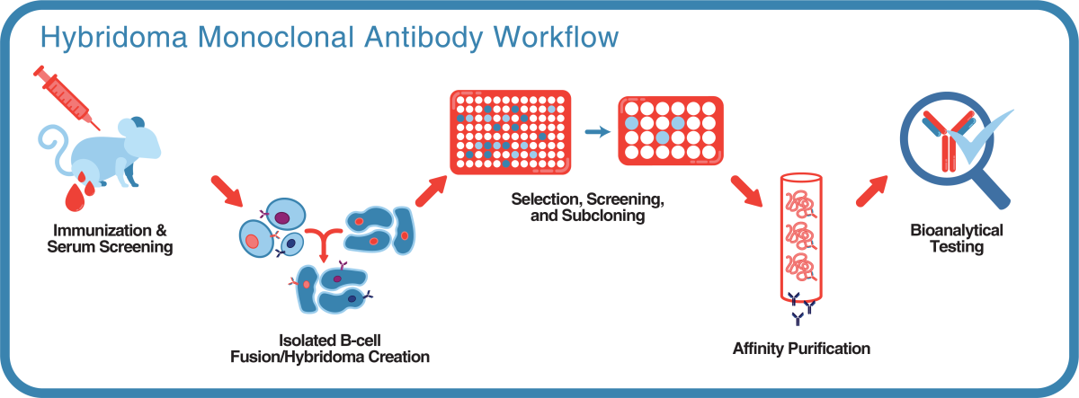 Monoclonal Antibody Development | Leinco