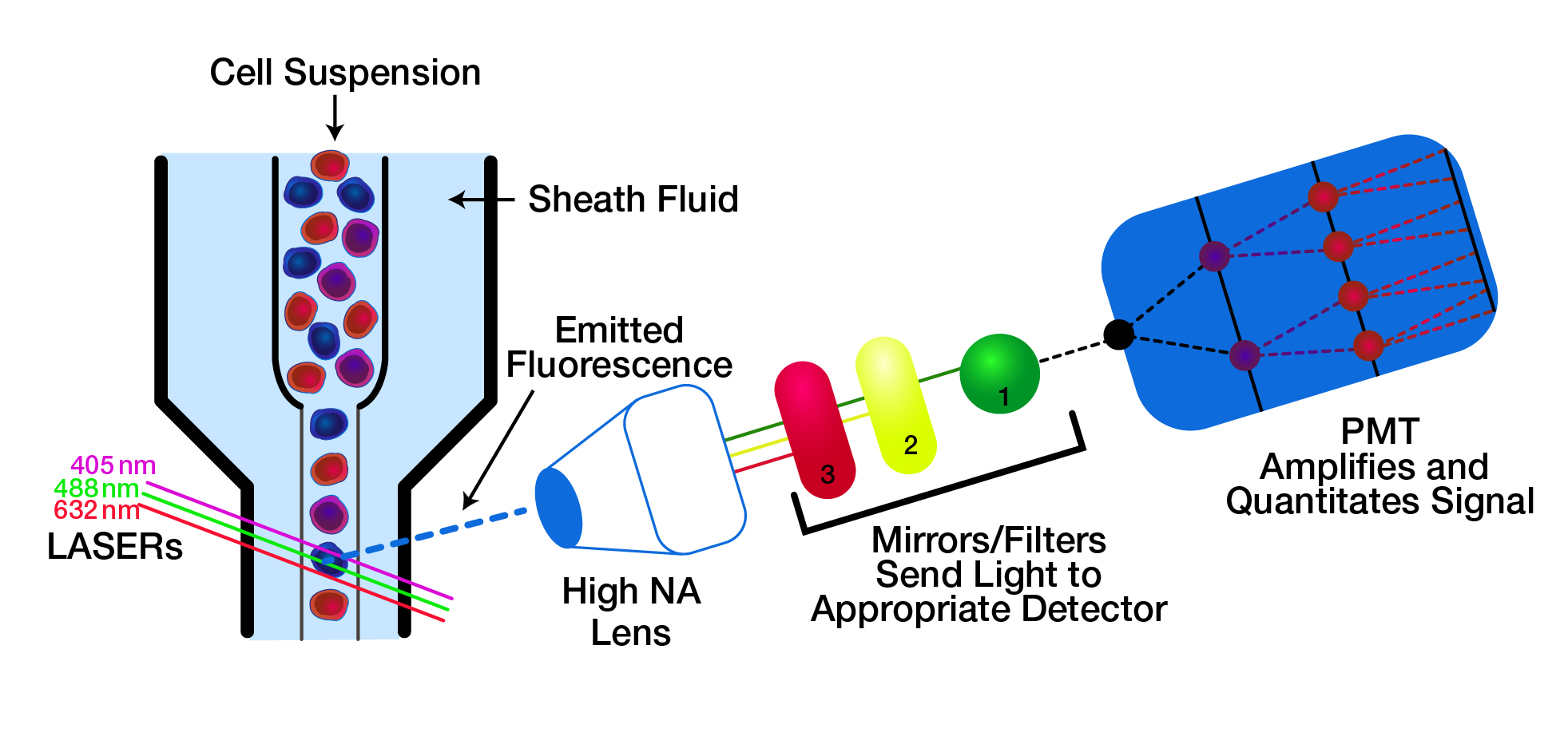 Sheath Fluid and Cell Sorting Applications - Leinco Technologies