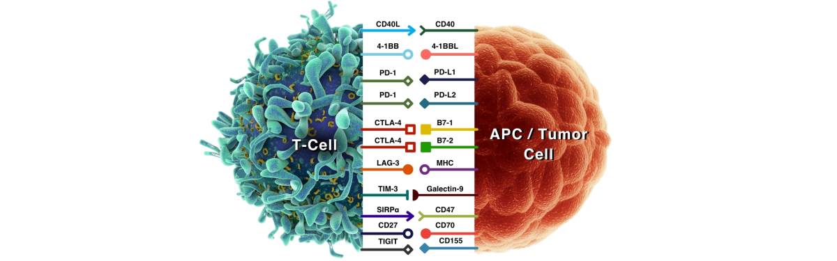 Immune Checkpoint Antibodies | Leinco Technologies