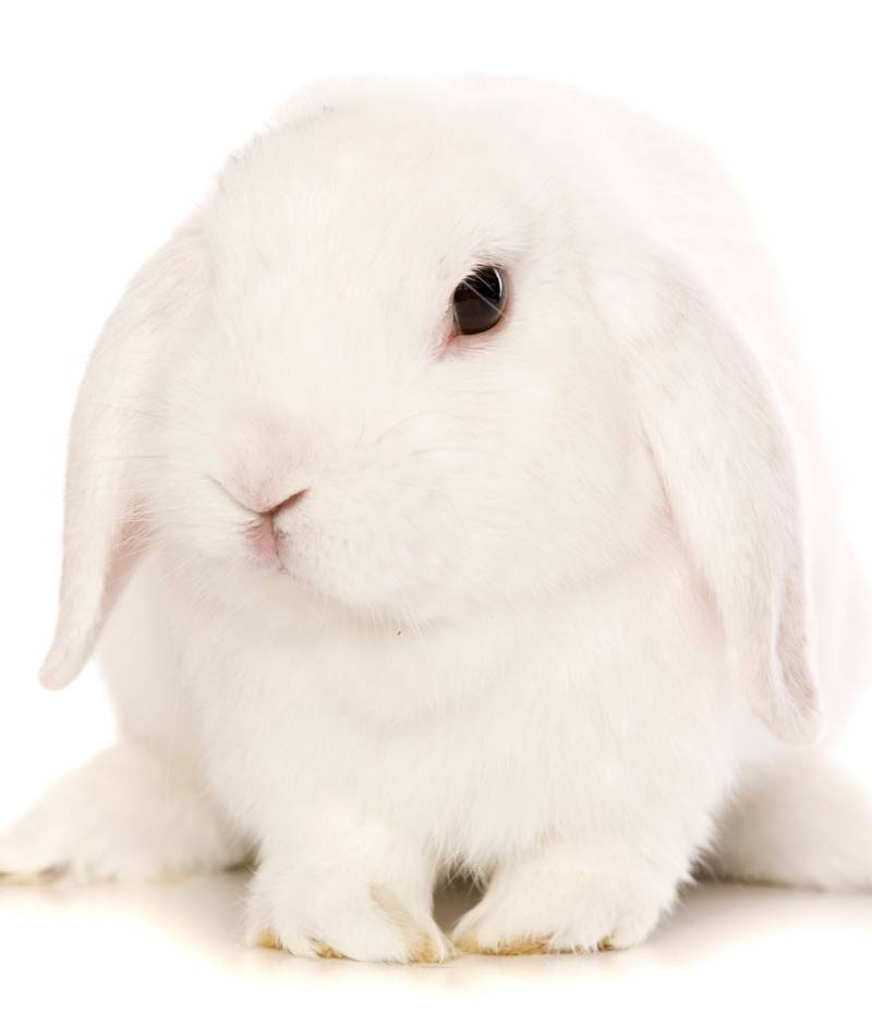 Rabbit Monoclonal Antibody Development | Leinco Technologies