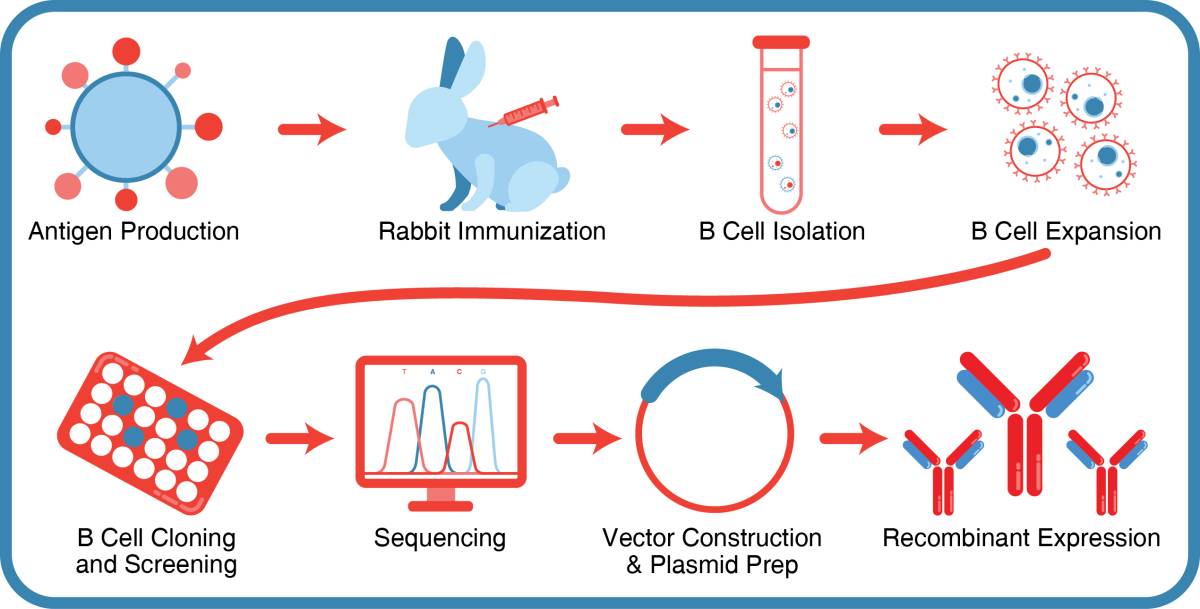 Rabbit Monoclonal Antibody Development | Leinco Technologies