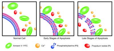 Apoptosis Kits and Overview - Leinco Technologies