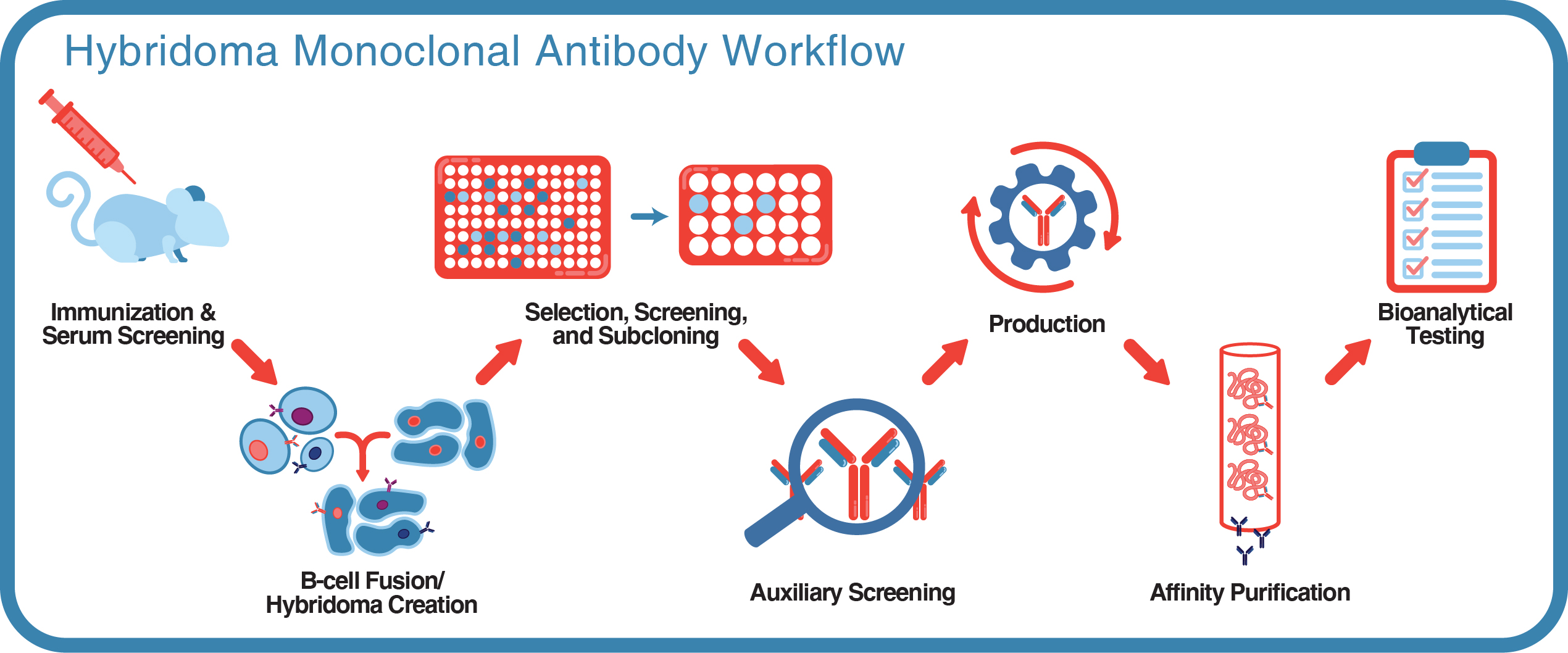 Hybridoma Monoclonal Antibody Development Leinco Technologies