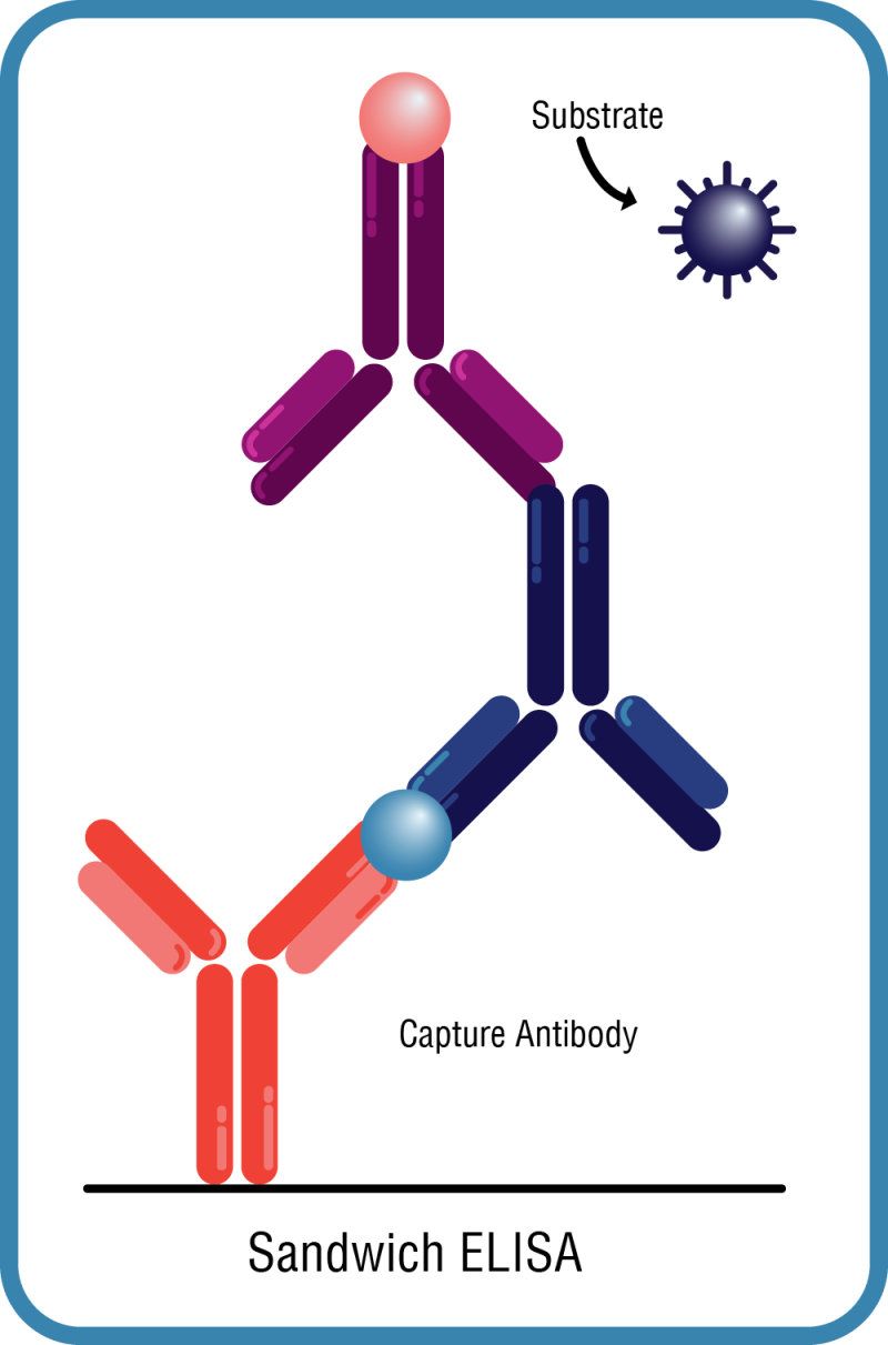 ELISA Purpose and Procedures - Leinco Technologies