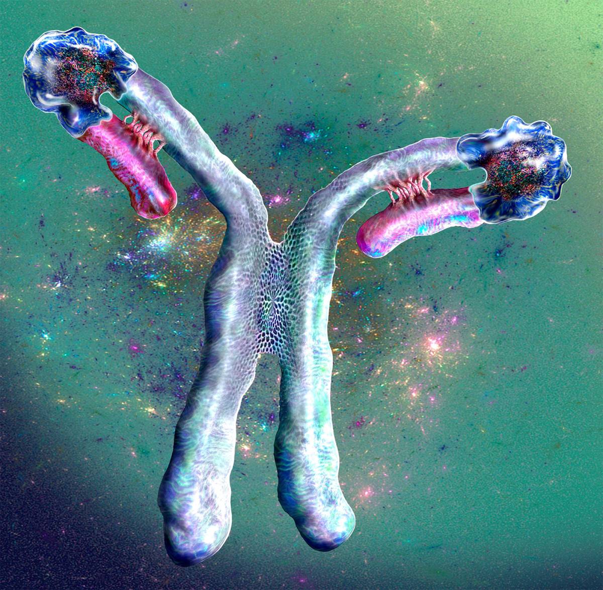 Custom Antibody Services | Leinco