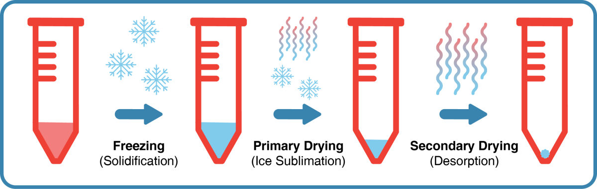 Protein & Antibody Lyophilization Services | Leinco Technologies