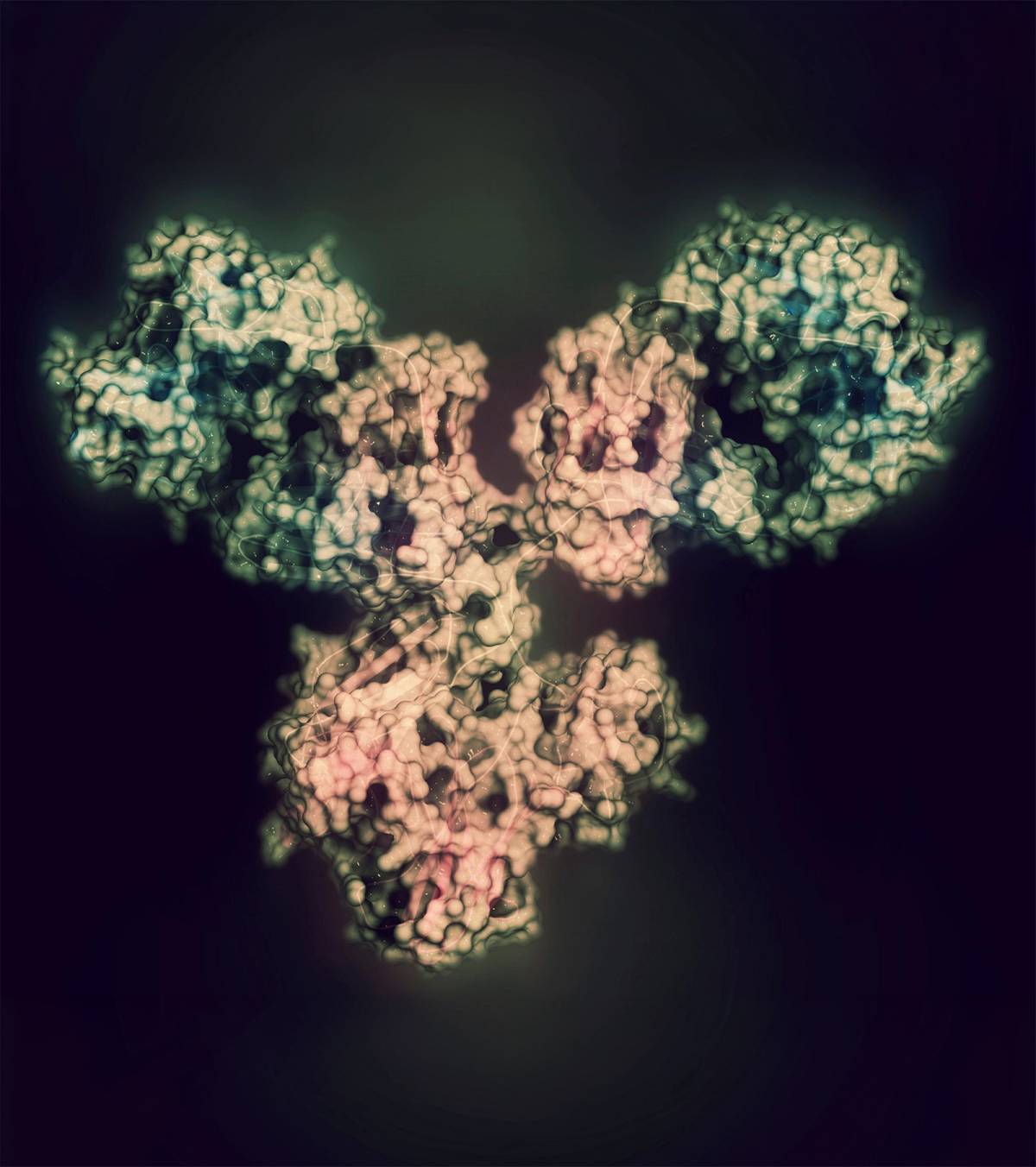 Monoclonal Antibody Development | Leinco Technologies