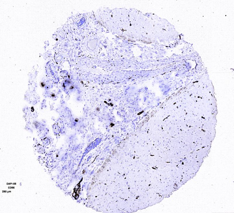 Immunohistochemistry Reagents | Leinco Technologies
