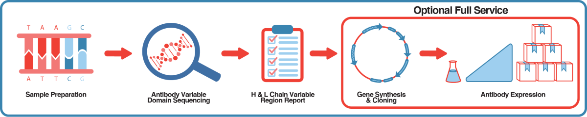 B-Cell Sequencing Services | Leinco Technologies