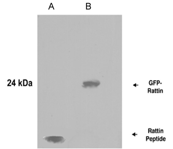 Anti-Rattin Antibody (28118) - Leinco Technologies