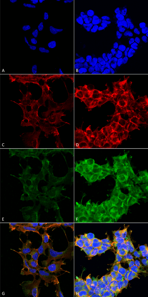 Anti-Dibromo-tyrosine Mouse Monoclonal Antibody (56608) - Leinco ...