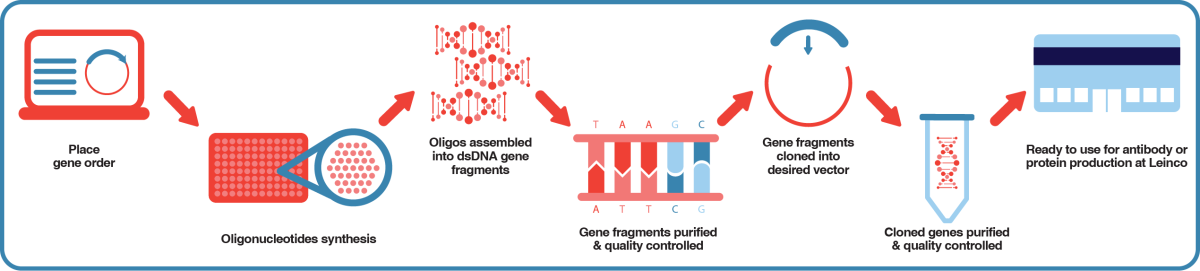 Gene Synthesis Services | Leinco Technologies