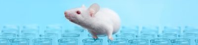 High-Purity In Vivo Antibodies for Mouse Models | Leinco